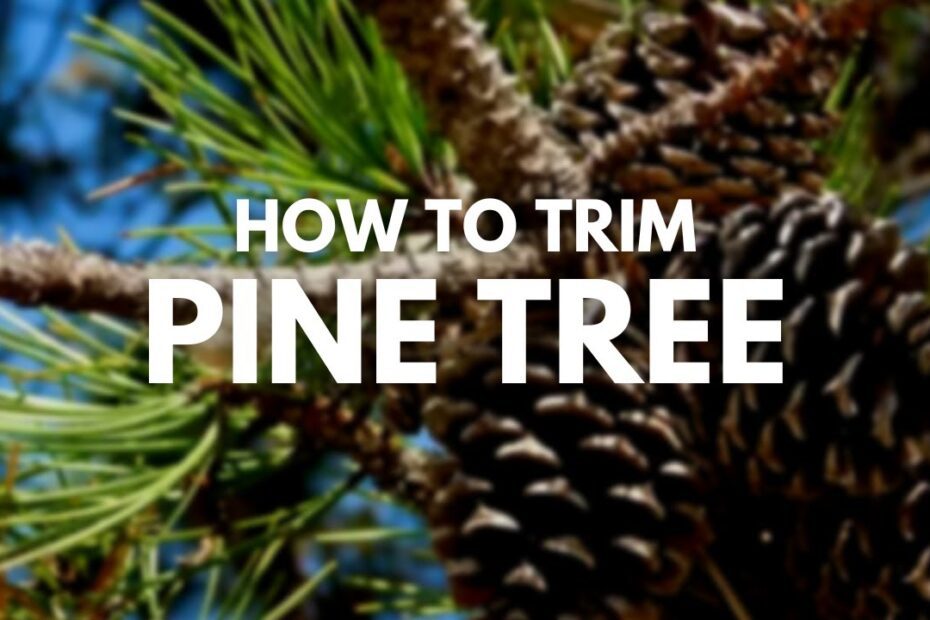 How To Trim A Pine Tree Without Killing It Up Gardening